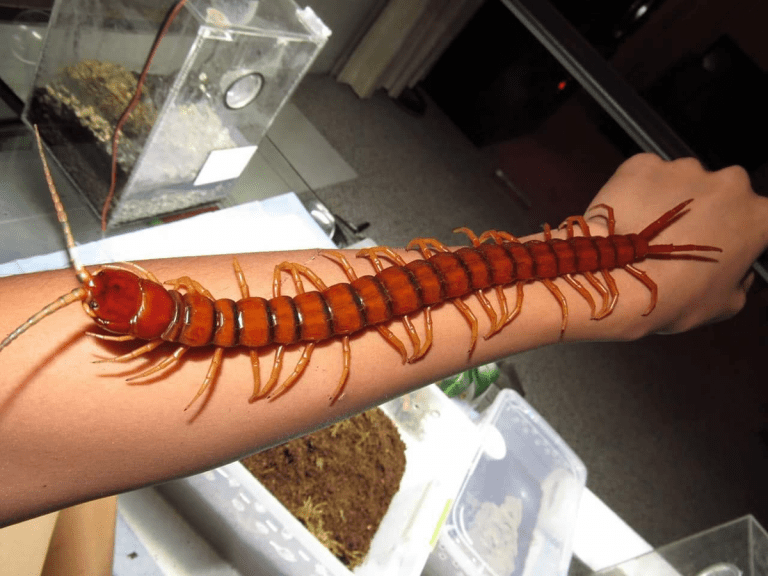 Cuáles son los 10 insectos más peligrosos y desagradables del mundo
