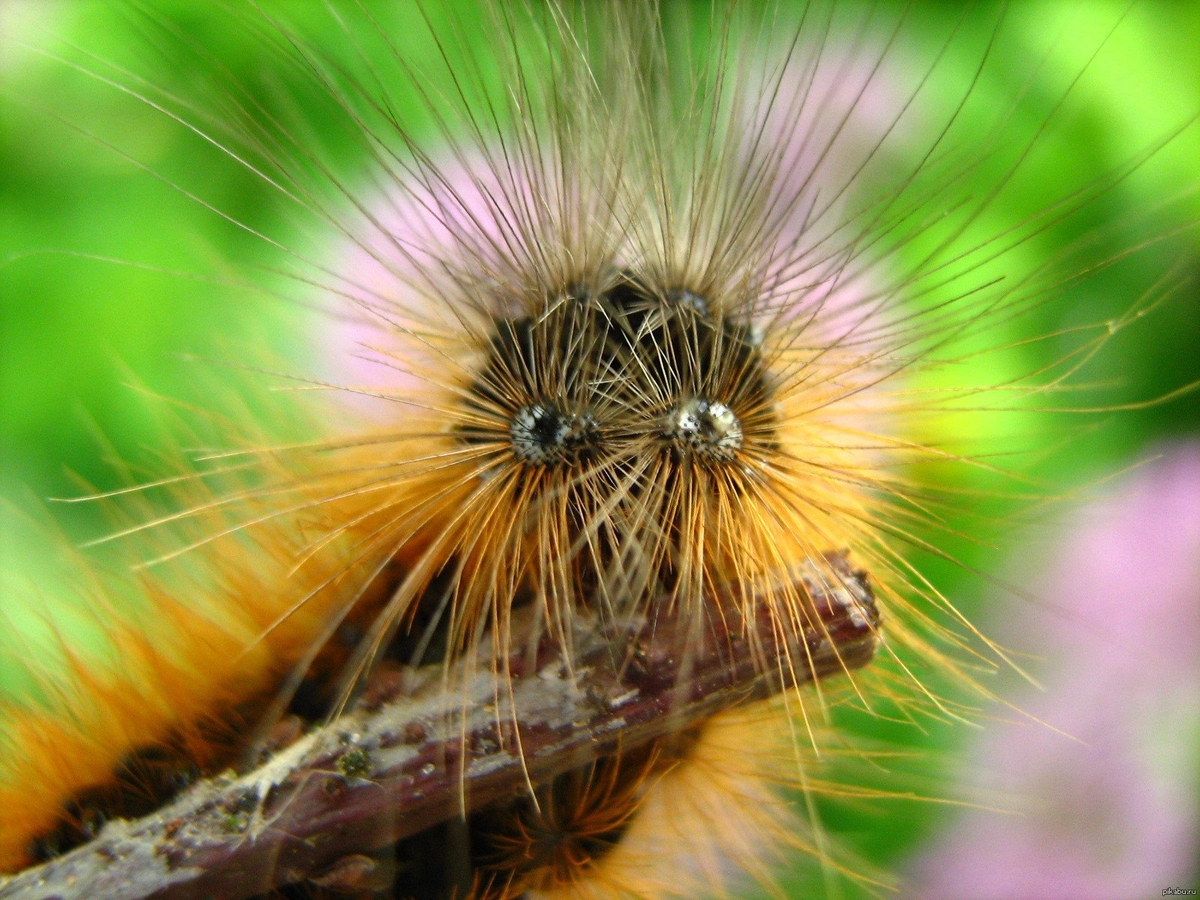 Cuáles son los 10 insectos más peligrosos y desagradables del mundo