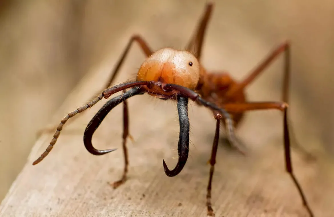 Cuáles son los 10 insectos más peligrosos y desagradables del mundo