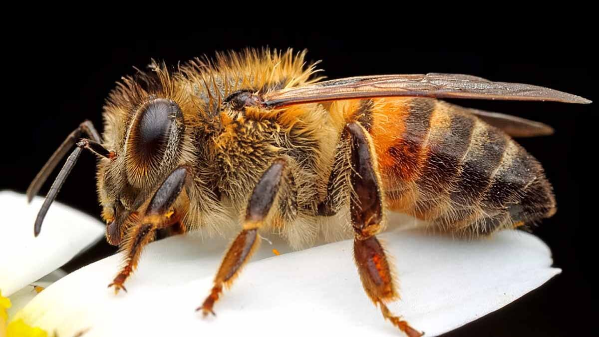 Cuáles son los 10 insectos más peligrosos y desagradables del mundo