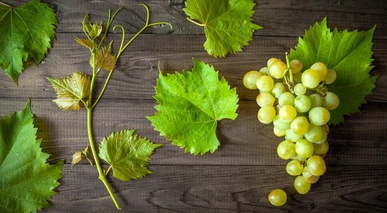 15 datos interesantes sobre las uvas
